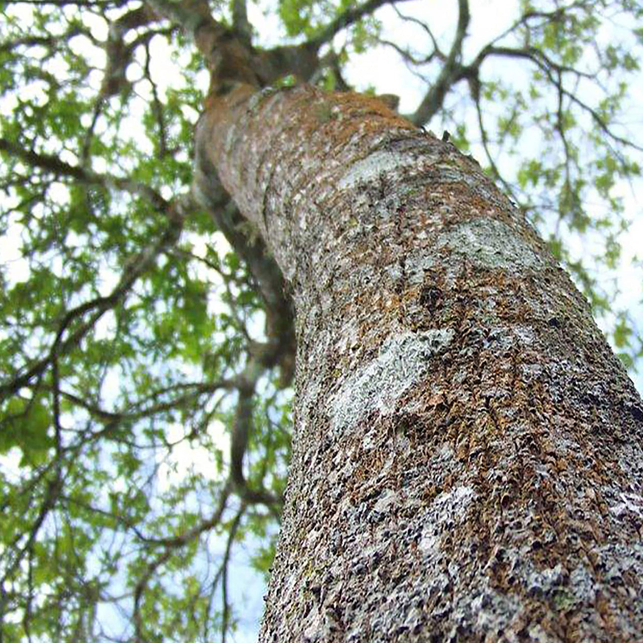 Sandalwood Australian Distilled Oil – CANVAS Beauty Hong Kong